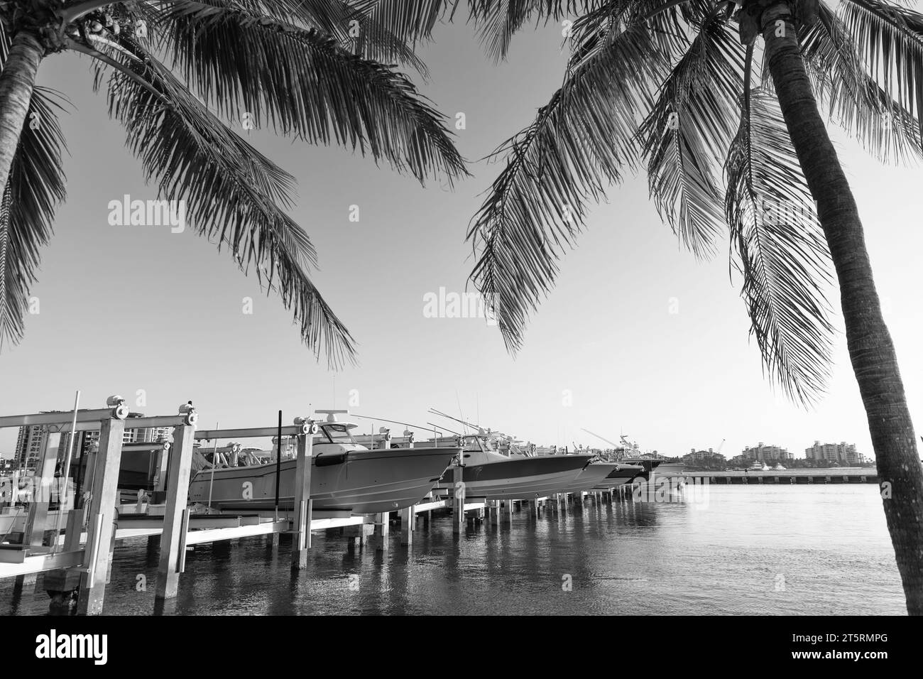 yacht boat in port with palm trees. luxury yacht boat for traveling ...