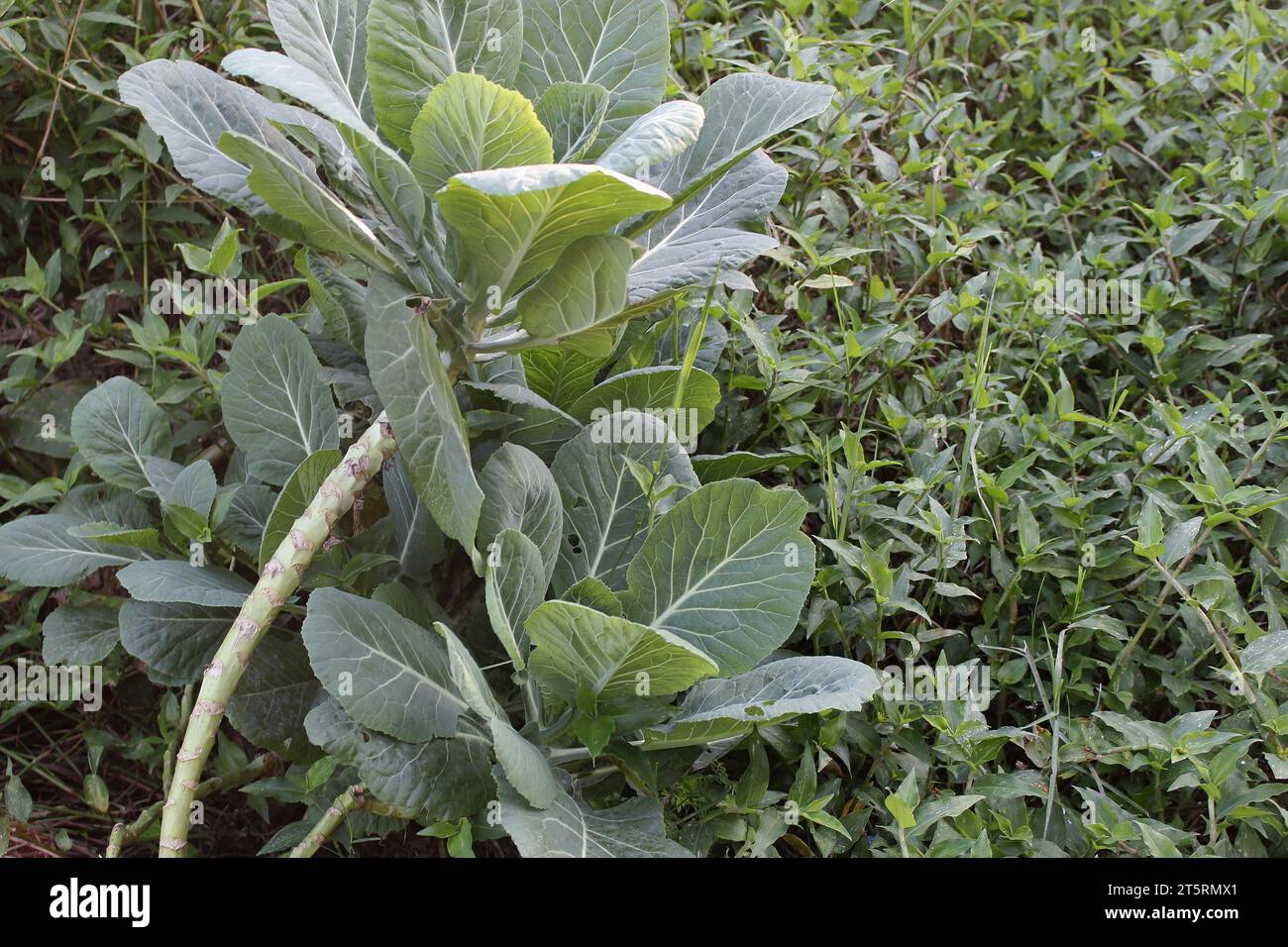 Portrait of organic kale plants grown in a natural farming system ...