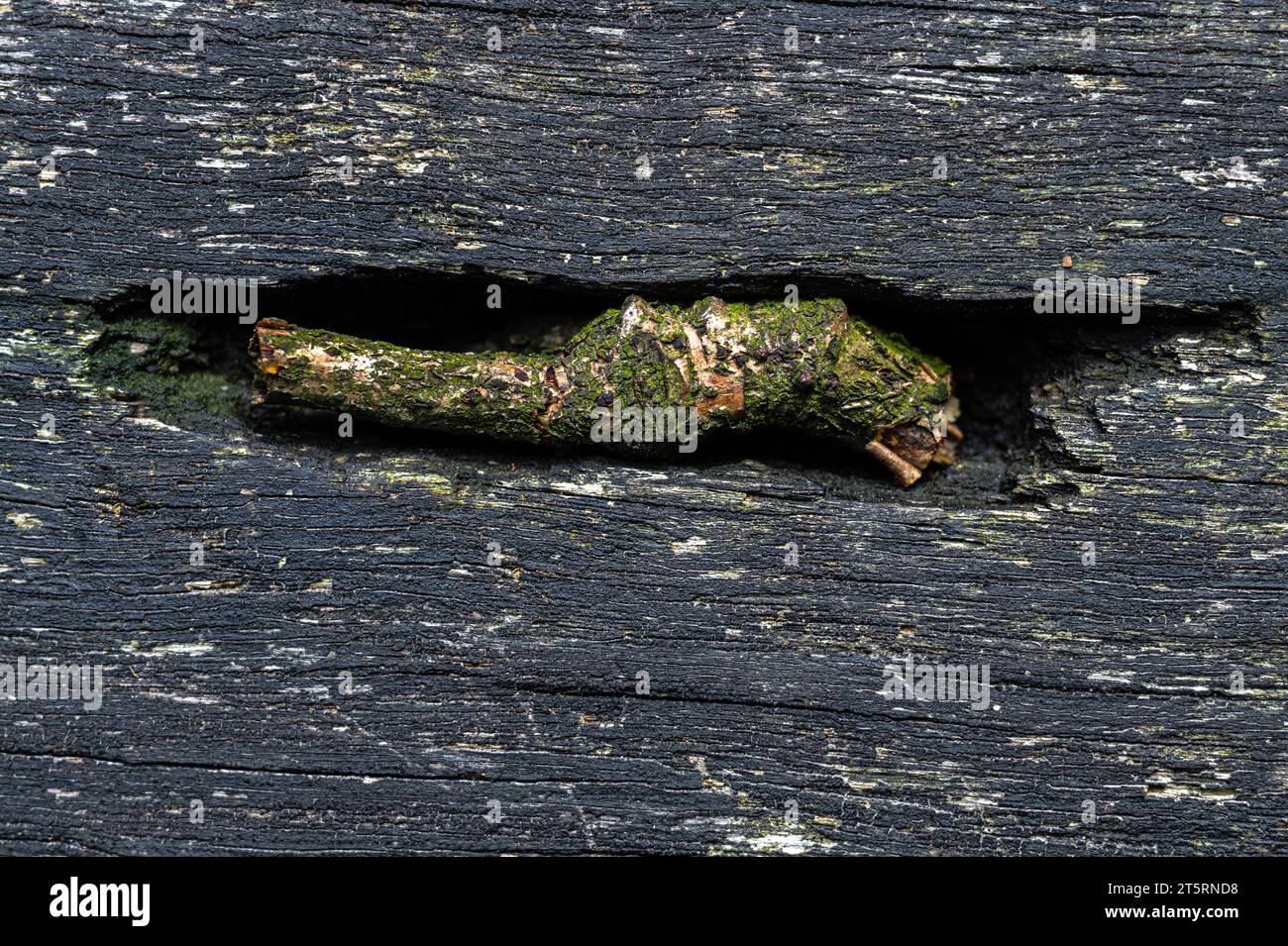 Tree Branch in a Crack Stock Photo - Alamy