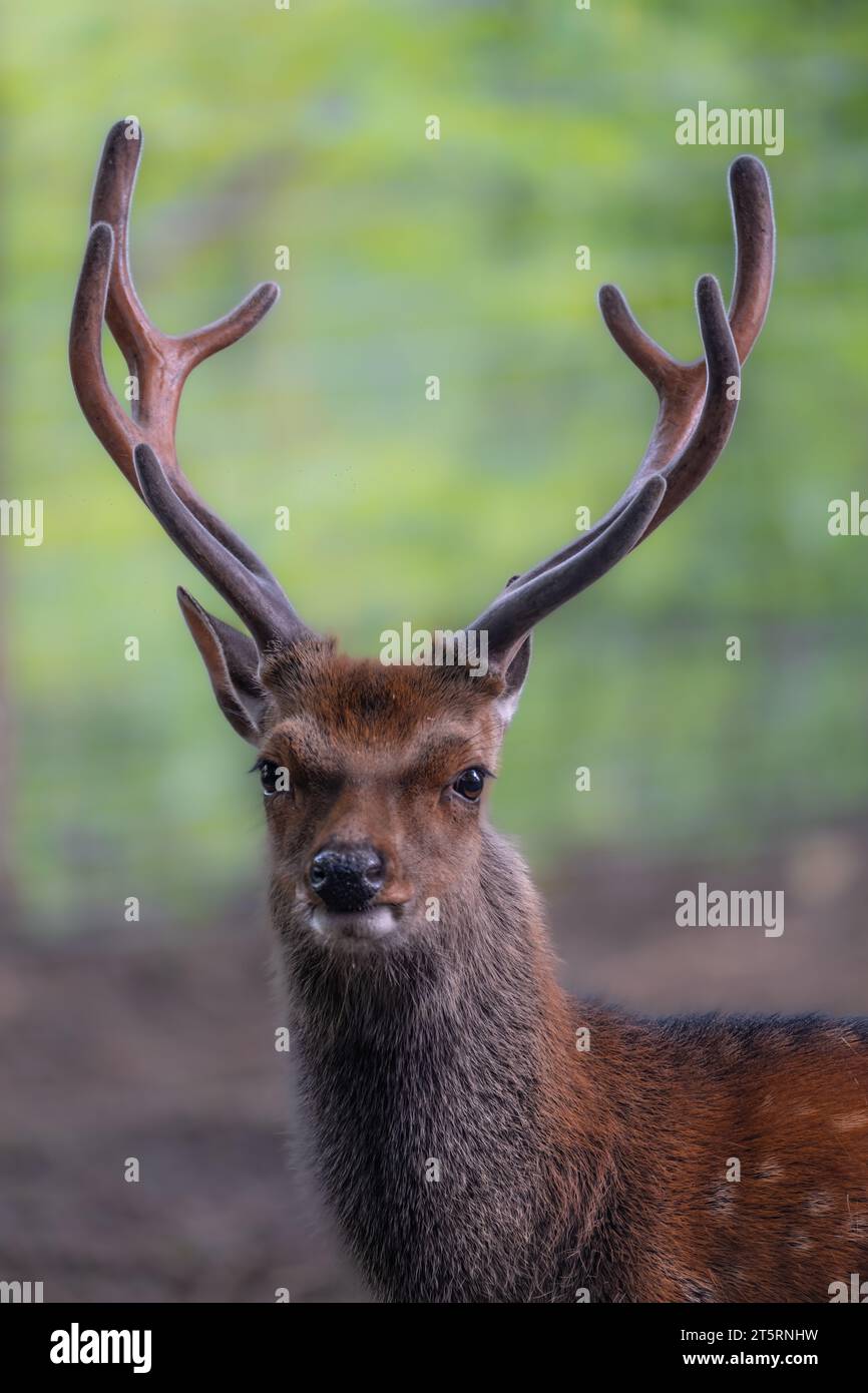 Portrait of a Male Sika Deer (Cervus nippon Stock Photo - Alamy