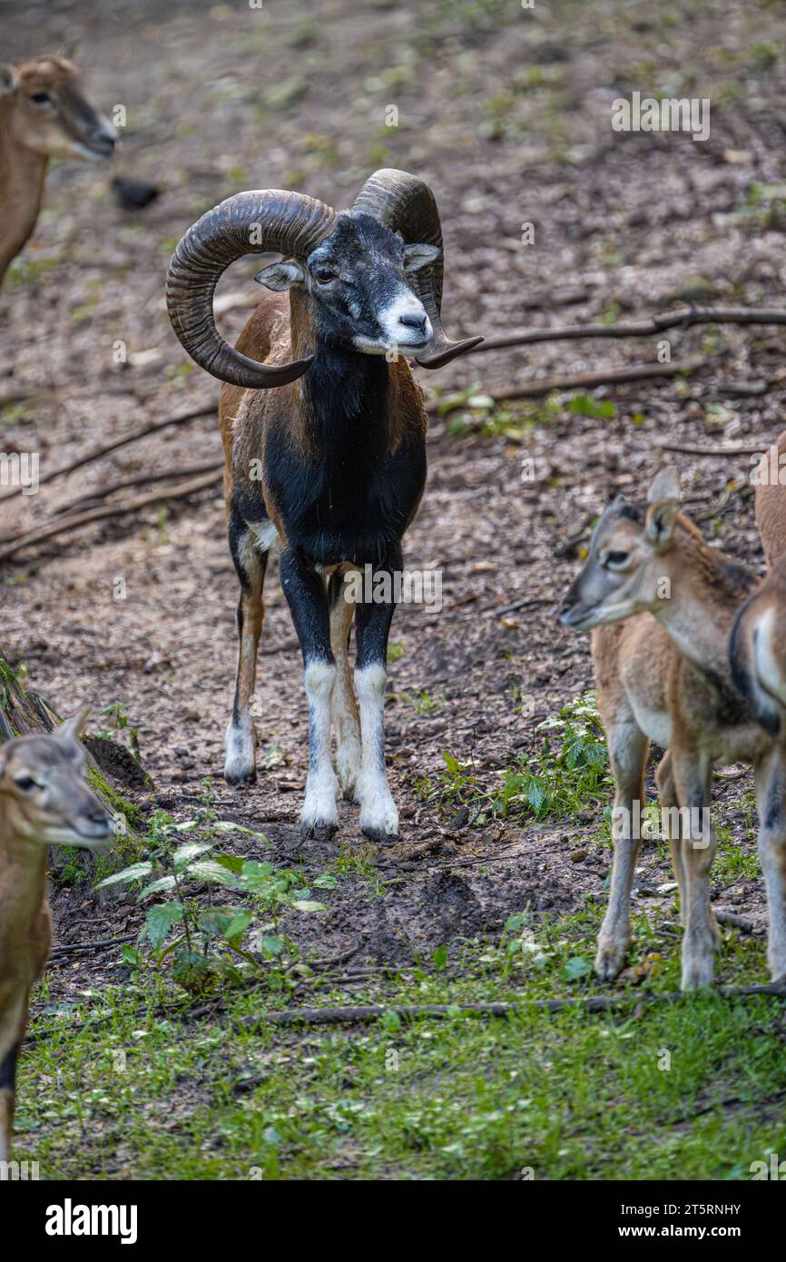 Flock wild mouflon sheep hi-res stock photography and images - Alamy