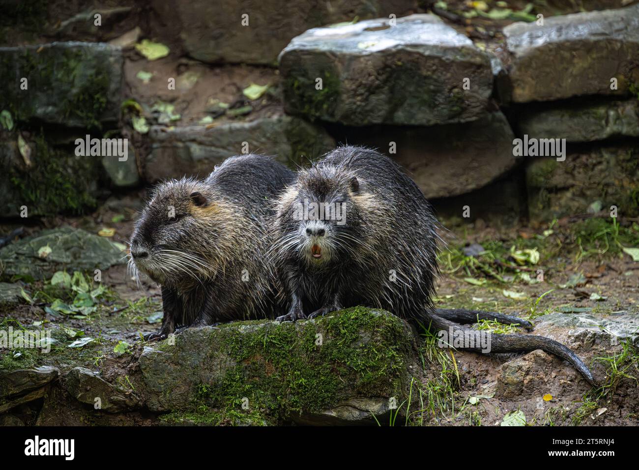 Two Nutria (Myocastor coypus) Contemplating Stock Photo - Alamy