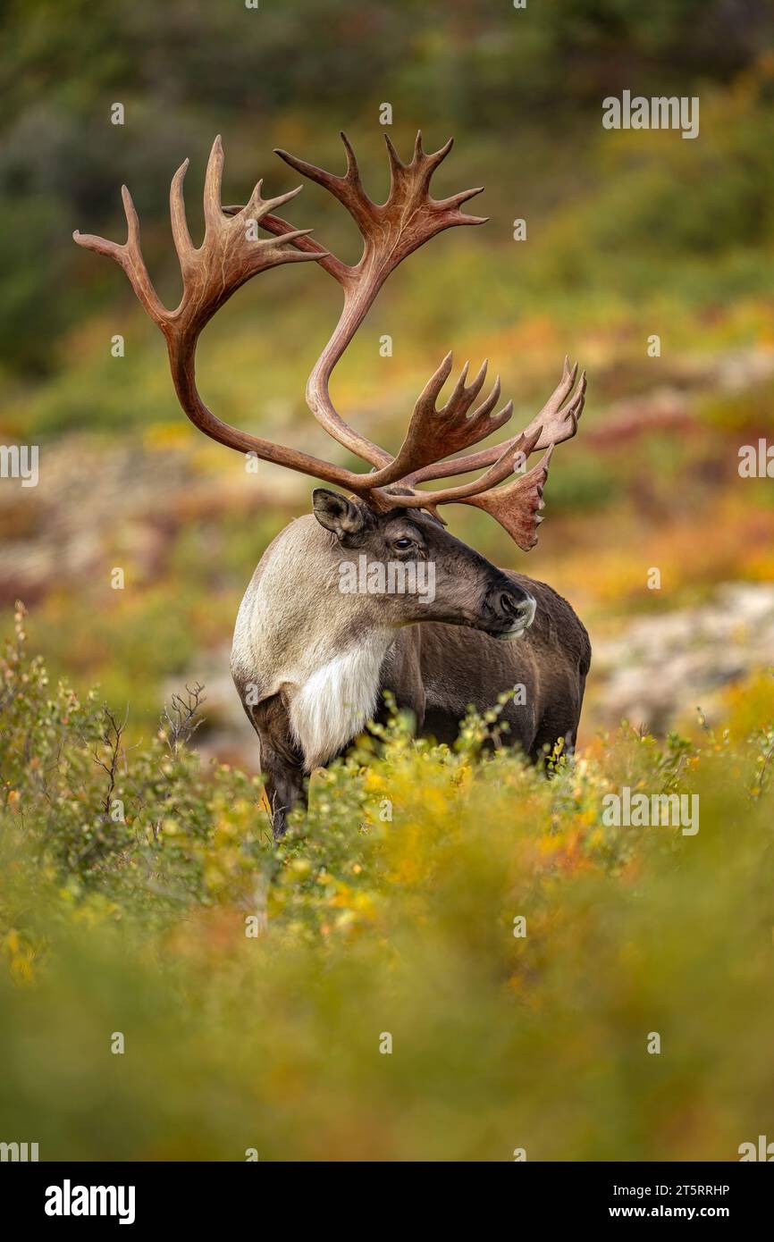 Alaska trophy caribou hi-res stock photography and images - Alamy