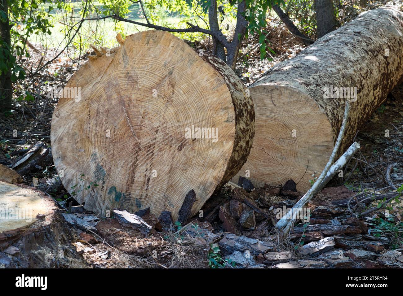 Cypress tree cut down in a forest on the edge of a clearing. Logging ...