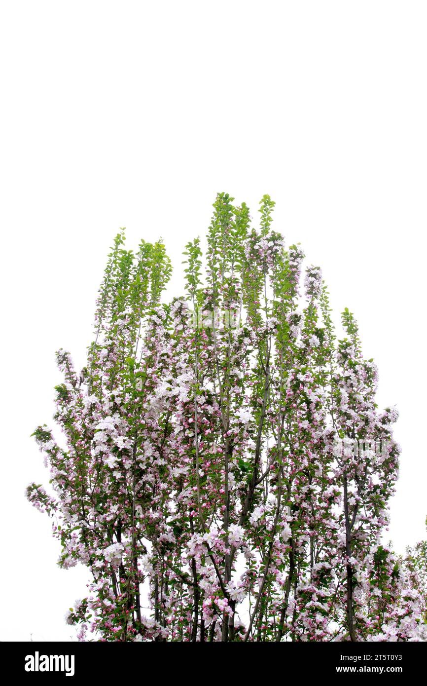 cherry-apple tree in a garden Stock Photo - Alamy