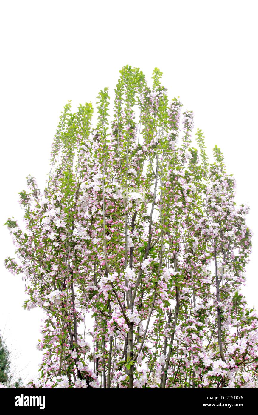 cherry-apple tree in a garden Stock Photo - Alamy