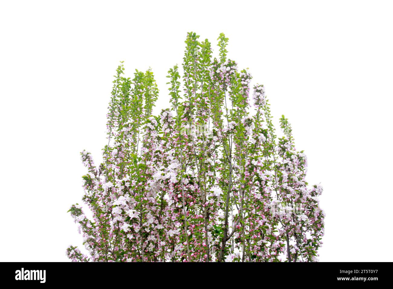 cherry-apple tree in a garden Stock Photo - Alamy
