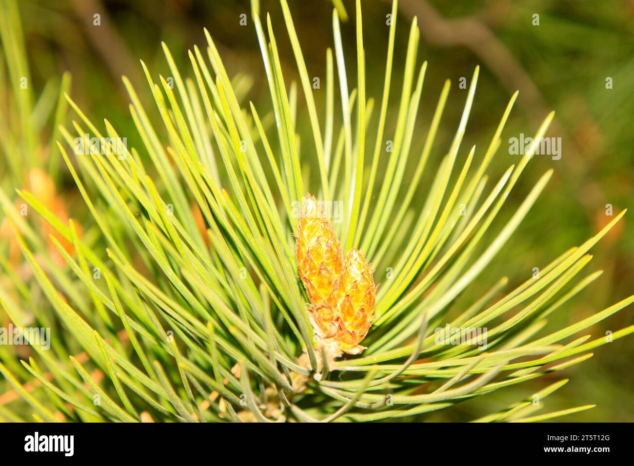 Bud features hi-res stock photography and images - Alamy