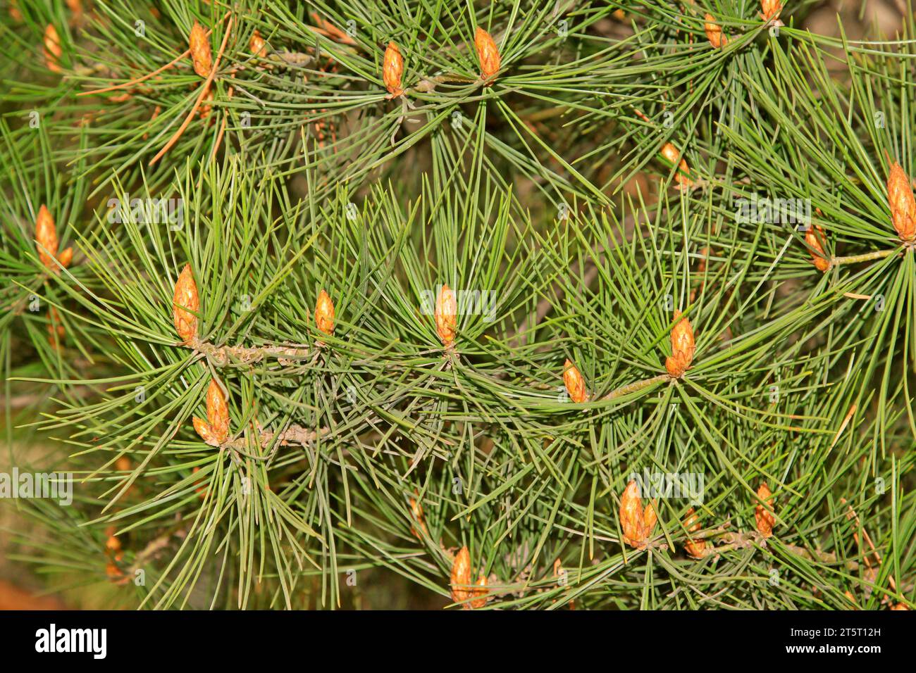 Pine trees bud in a garden, closeup of photo Stock Photo - Alamy