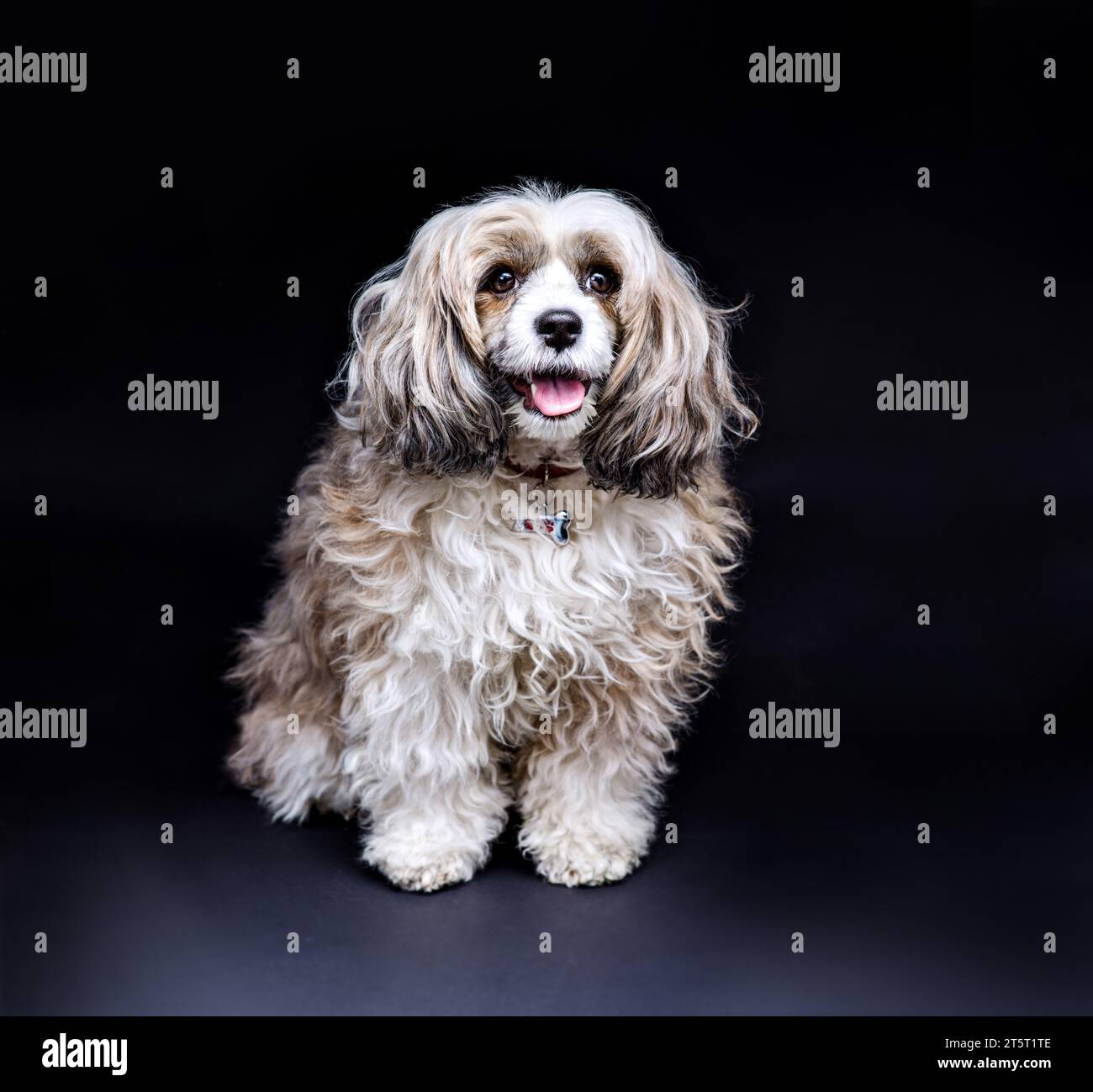 Chinese crested powder puff hi-res stock photography and images - Alamy