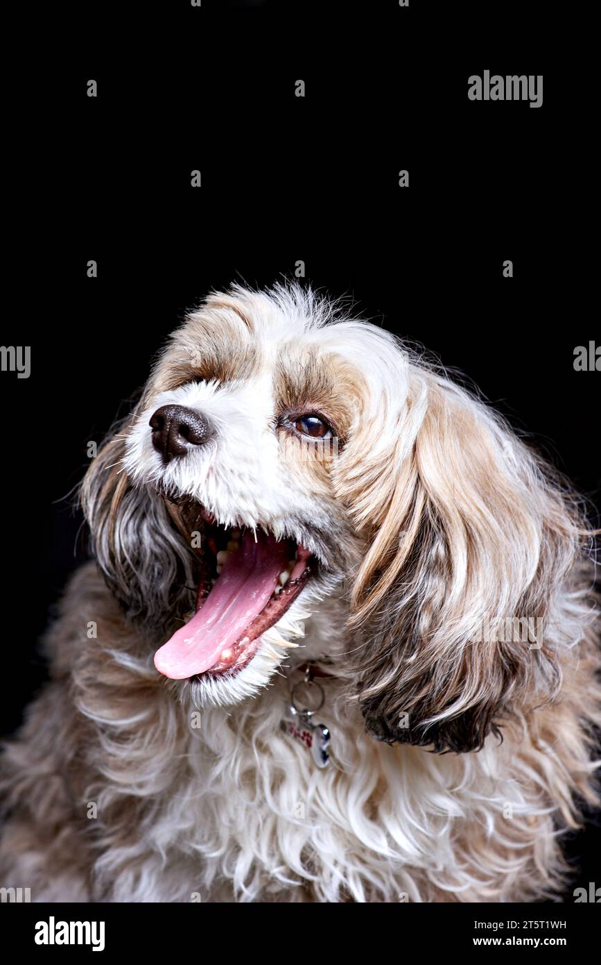 Chinese crested powder puff hi-res stock photography and images - Alamy