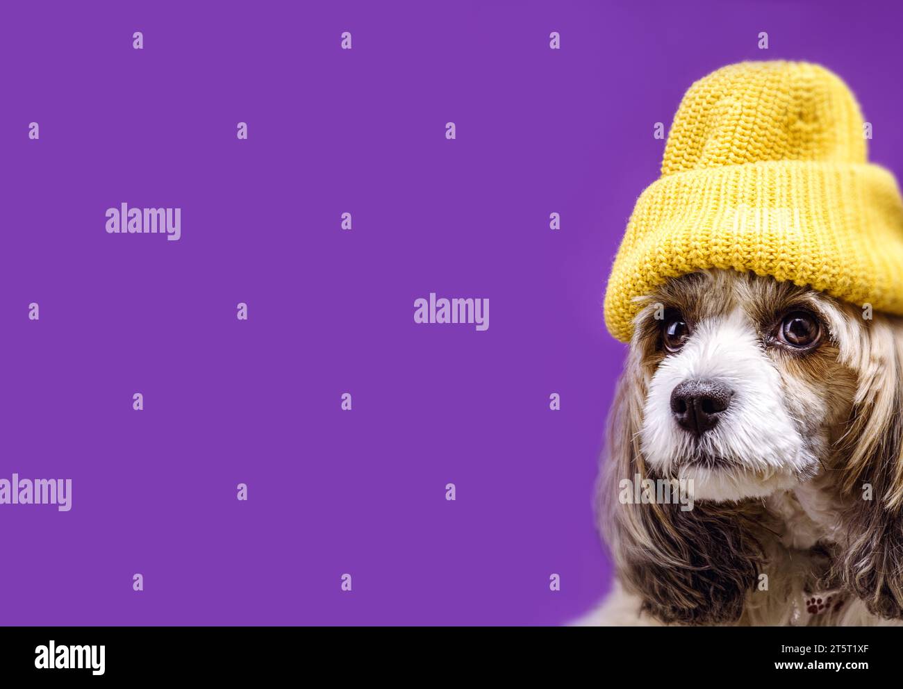 Purple chinese hat hi-res stock photography and images - Alamy