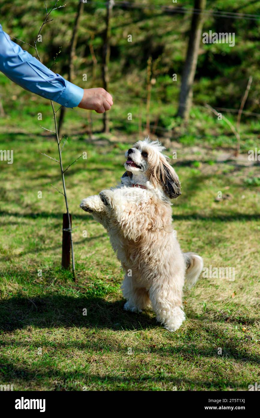 Chinese crested powder puff hi-res stock photography and images - Alamy