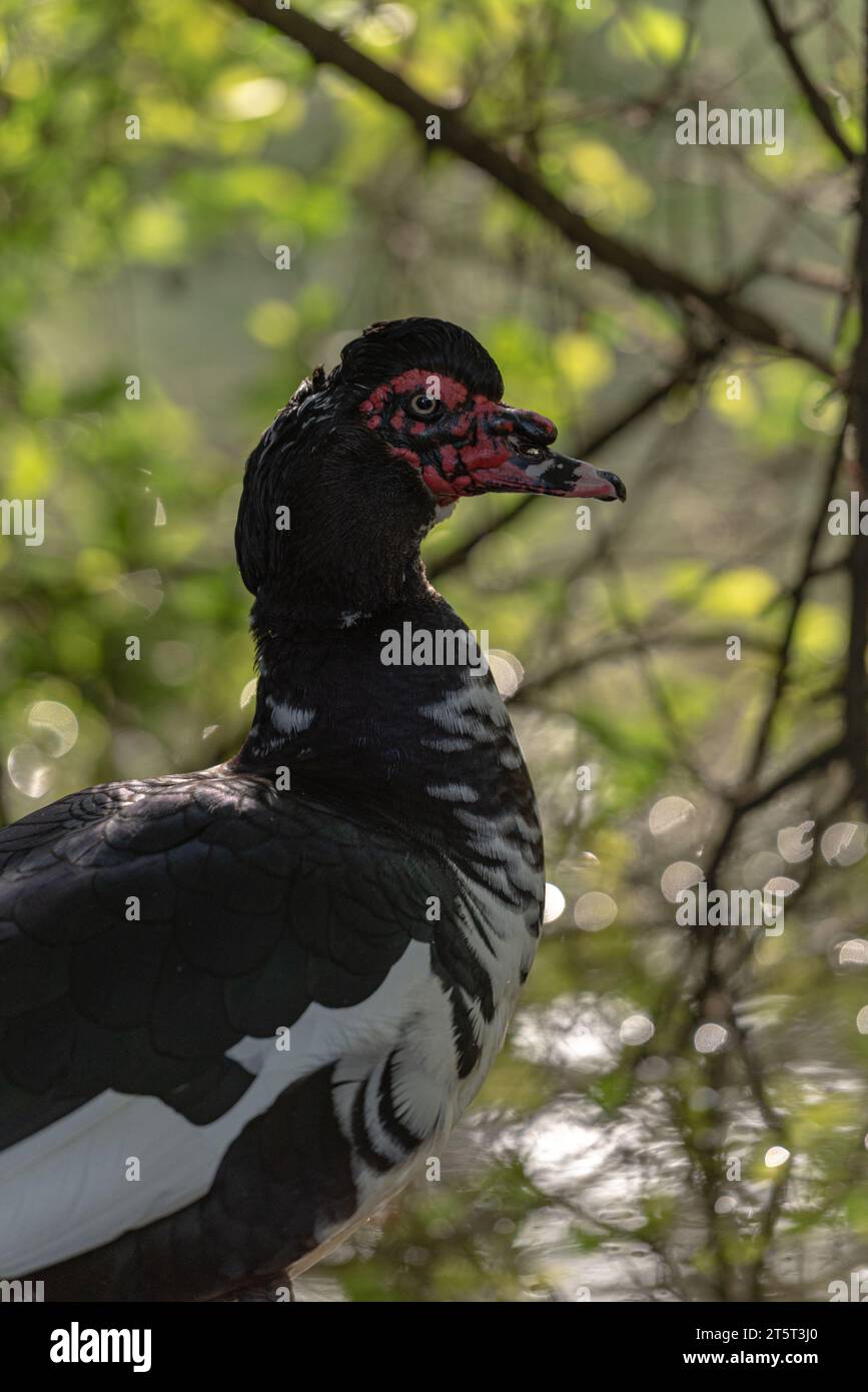 Duck in Golden Gate Park Stock Photo - Alamy