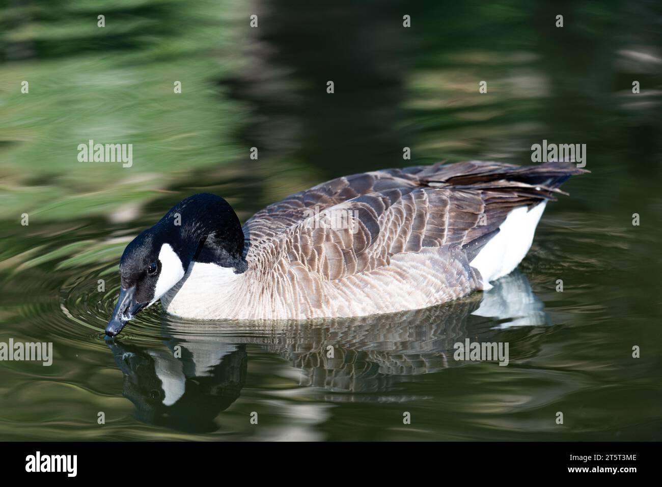 Duck in Golden Gate Park Stock Photo - Alamy