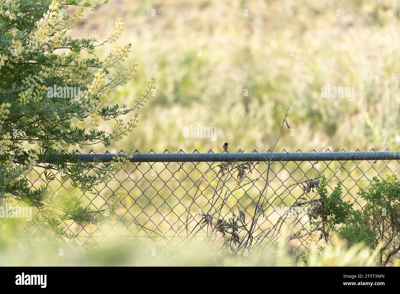 Bird on a gate hi-res stock photography and images - Alamy