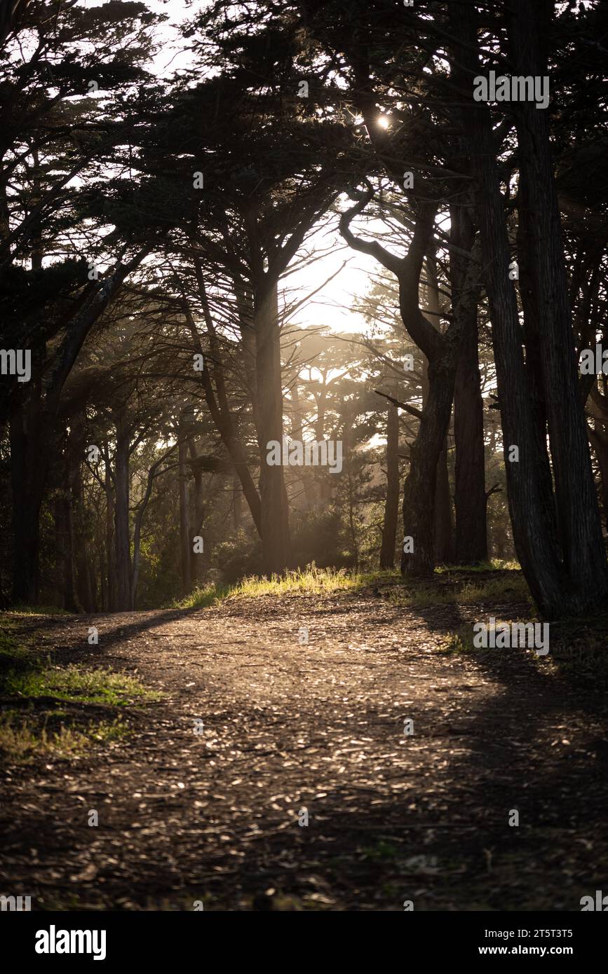 God ray Sunshine shining through trees in golden gate park Stock Photo ...