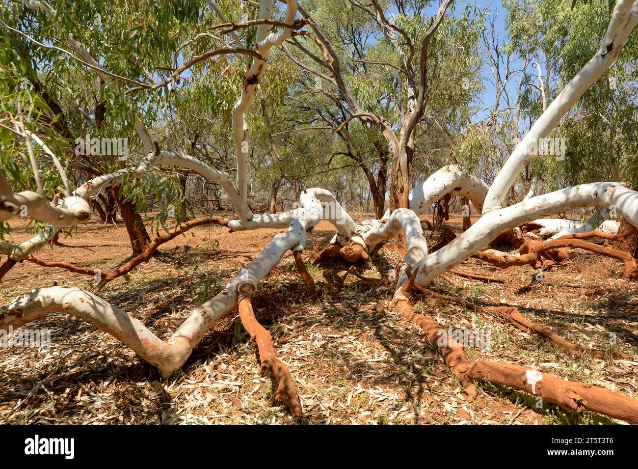 Ghost Gum tree growing at ground level near Mt Augustus, Western ...