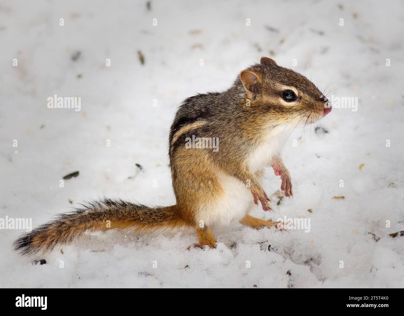 Cute Minnesota Chipmunk (Tamias) posing for a photo on the snowy ground ...