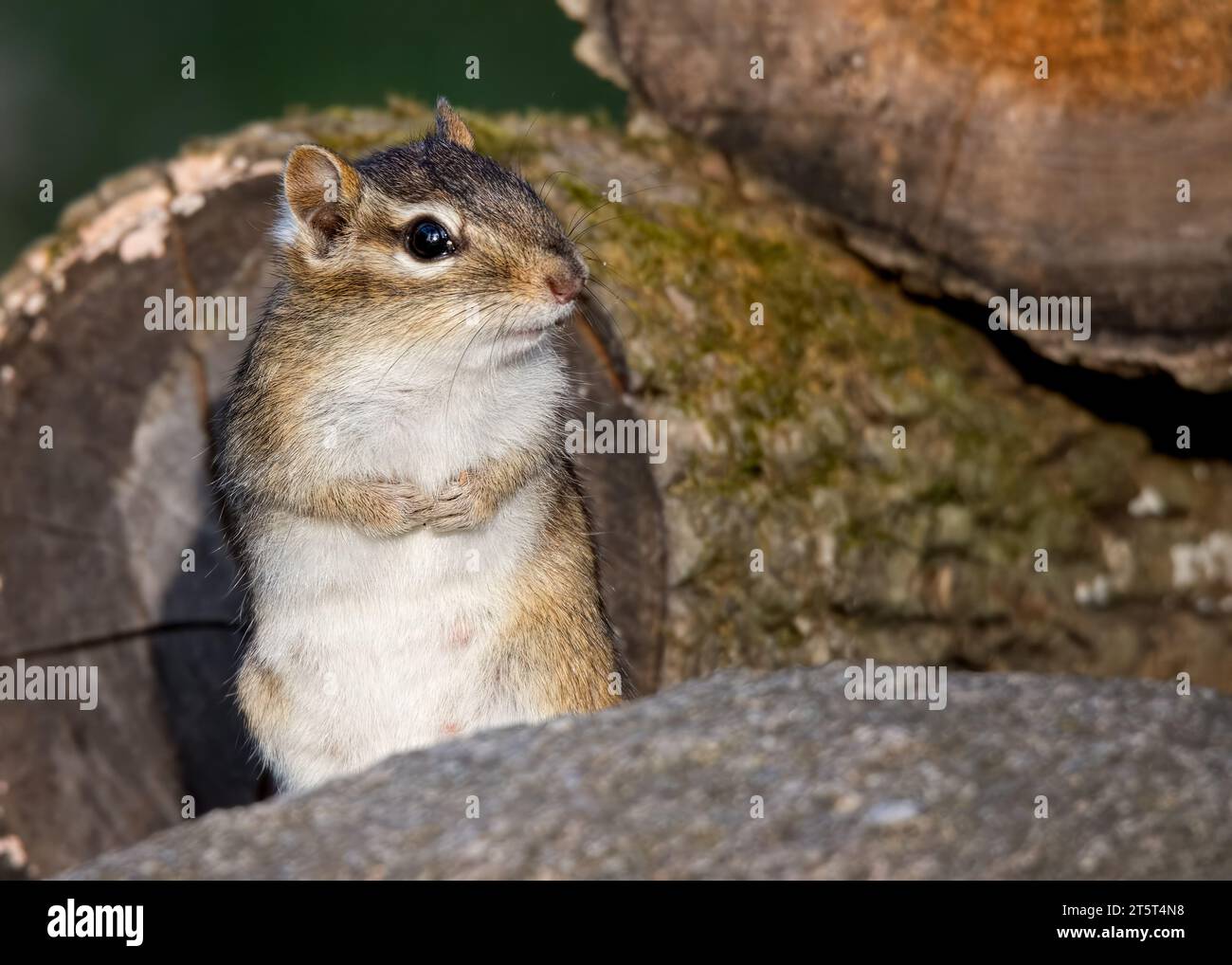 Cute chubby little Chipmunk (Tamias) posing for the camera in the ...