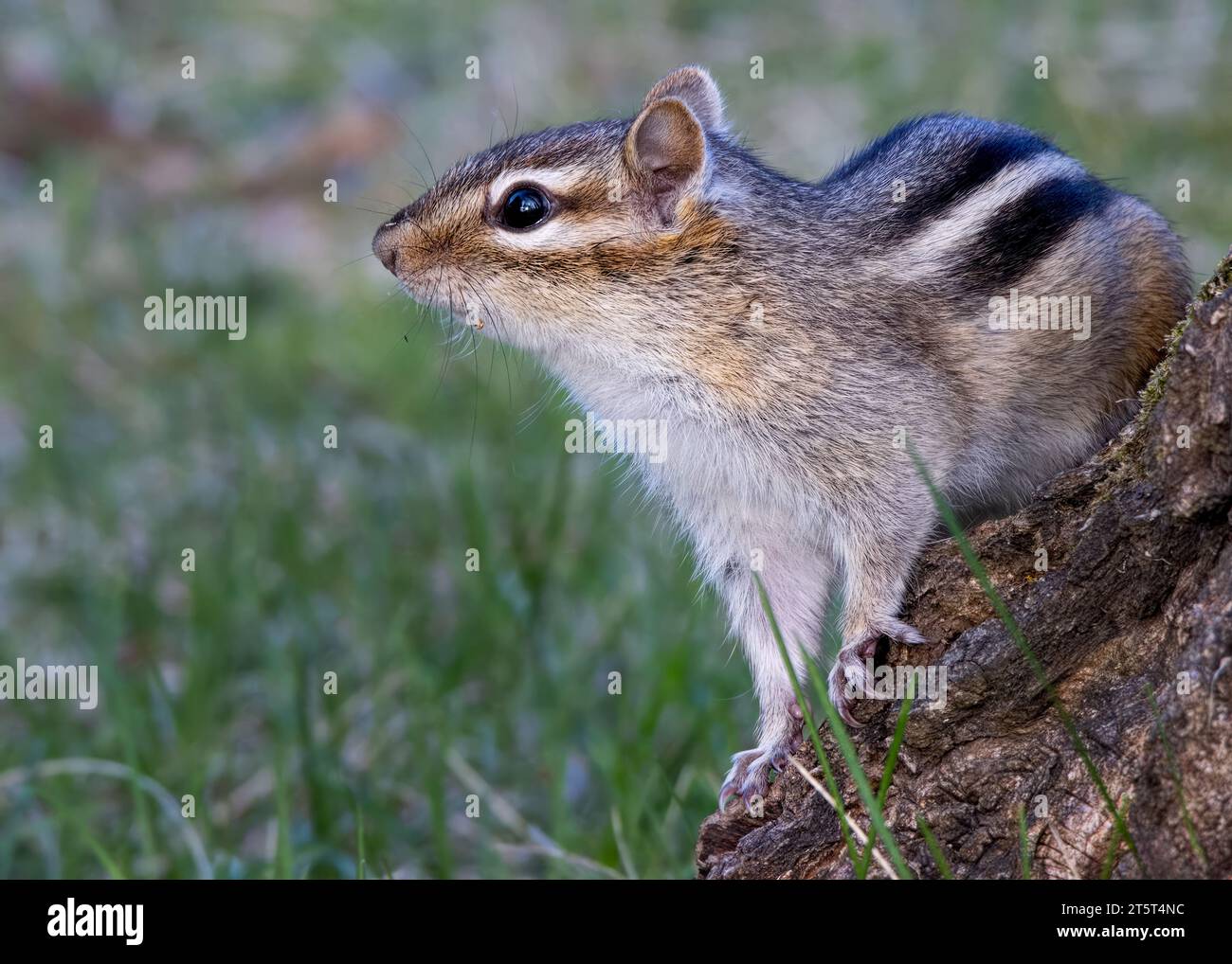 Cute Chipmunk (Tamias) posing for camera on a tree limb in the Chippewa ...