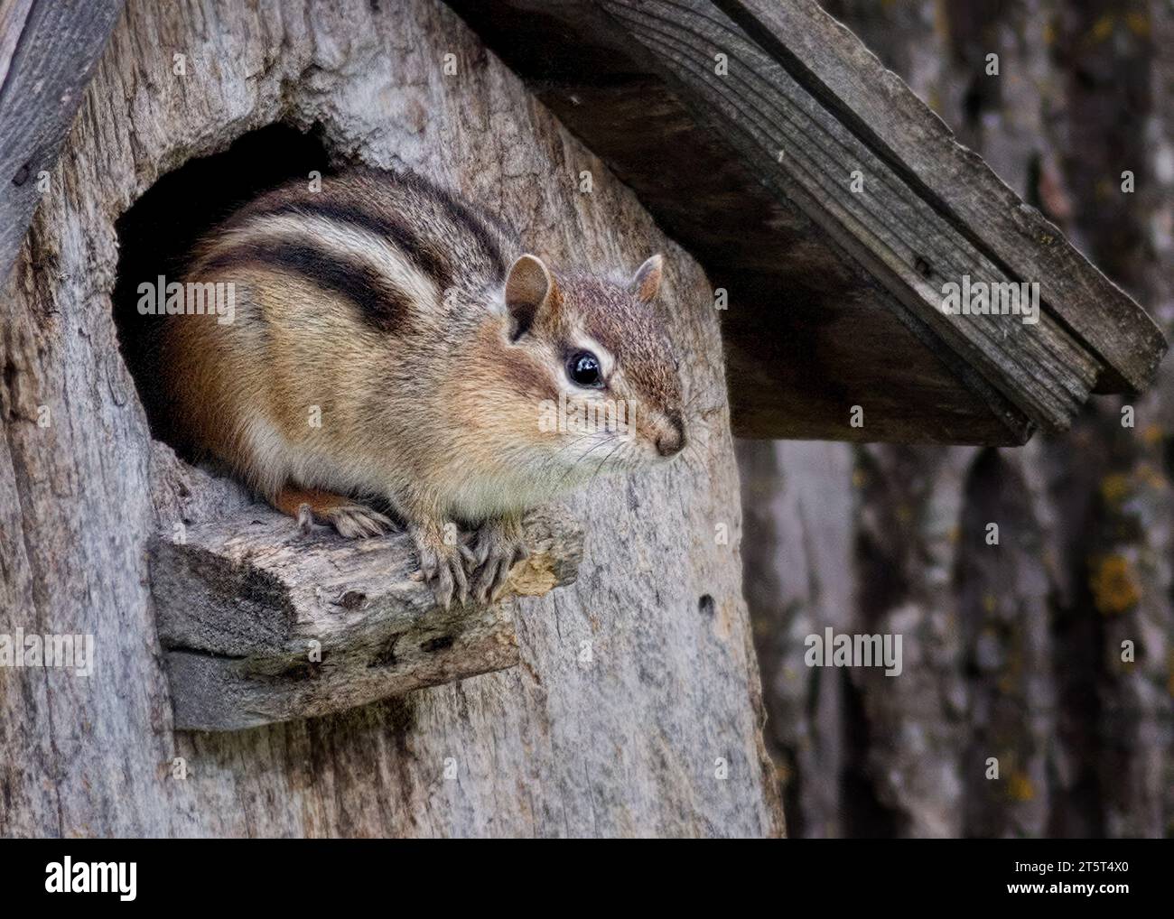 Cute Chipmunk (Tamias) sitting in the entrance to a rustic birdhouse in ...
