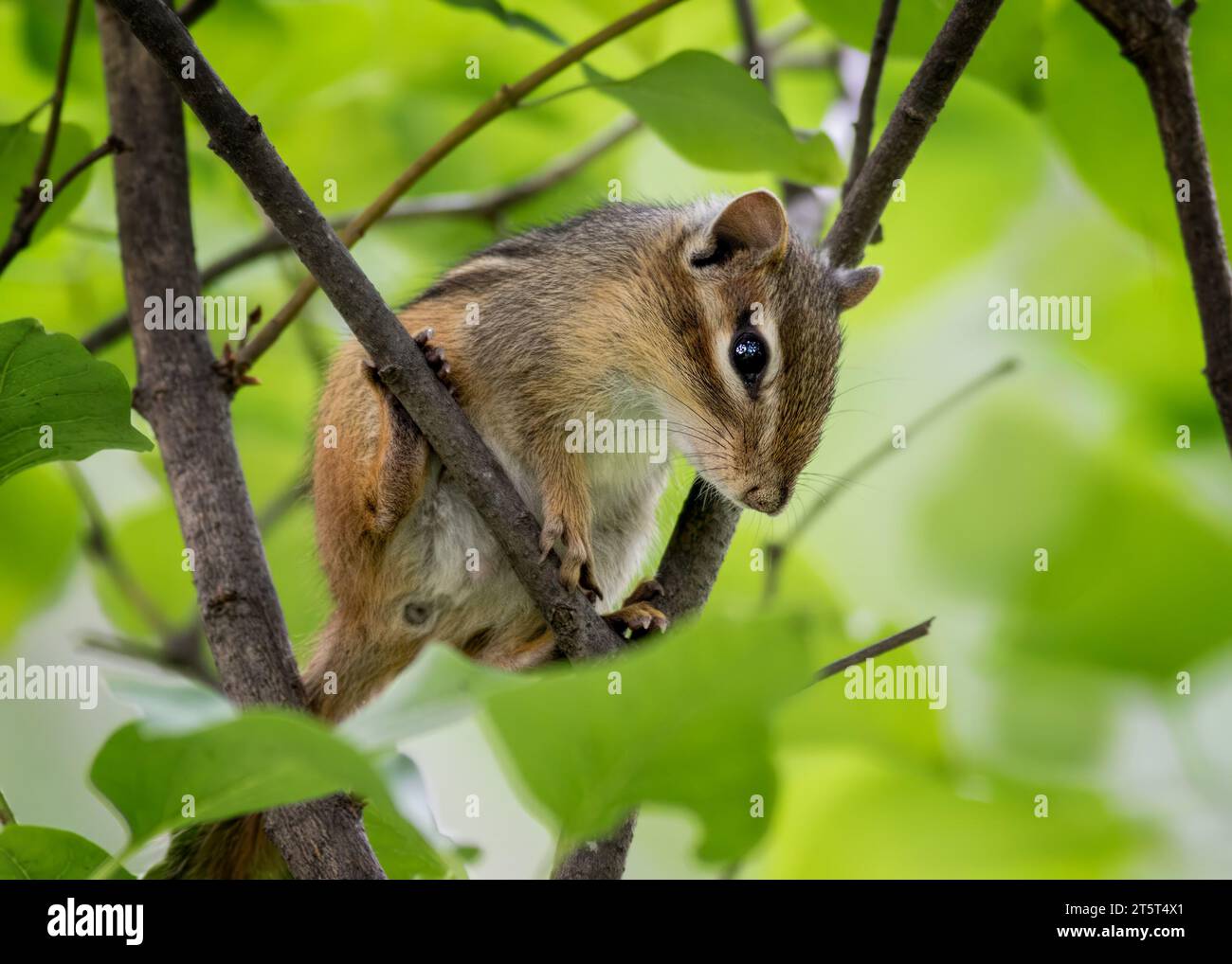 Adorable Chipmunk (Tamias) hanging in the foliage of a Birch tree in ...