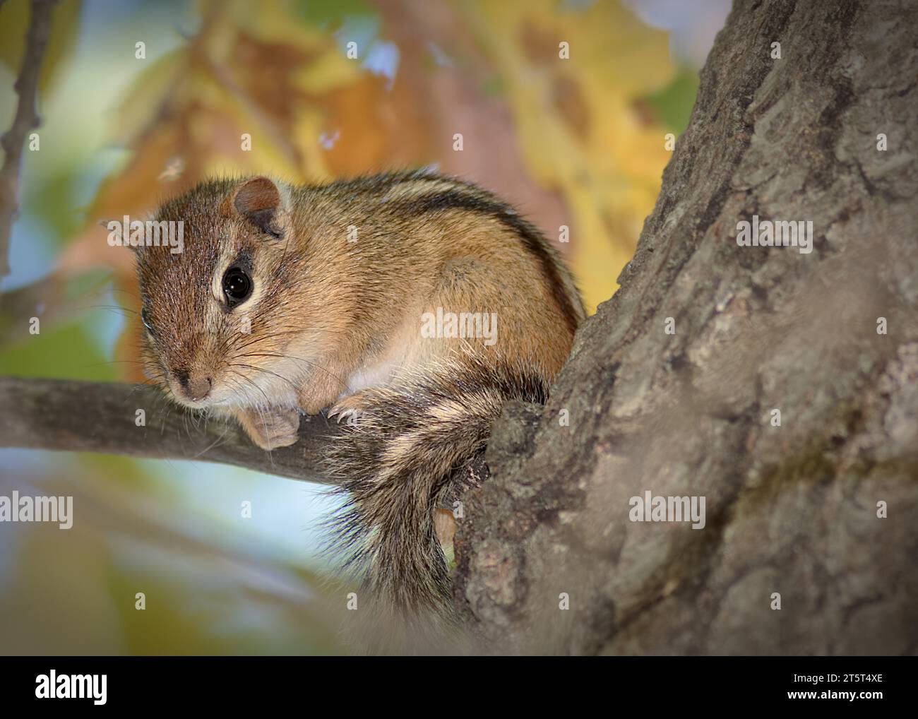 Adorable Chipmunk (Tamias) sitting on Oak limb with a very colorful ...