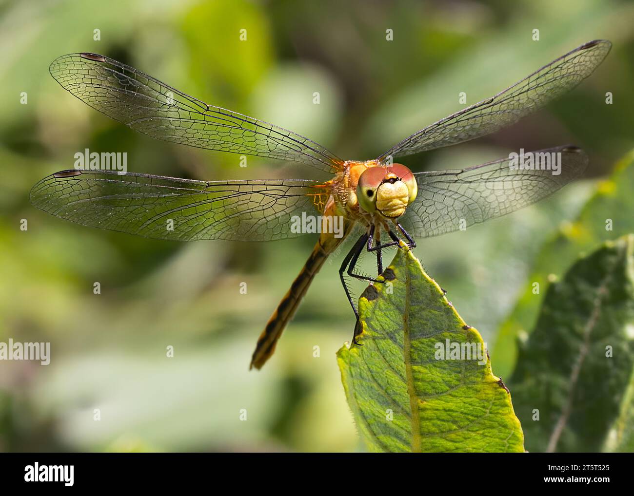 Wandering Glider Dragonfly (Pantala flavescens) nibbling on weed leaf ...