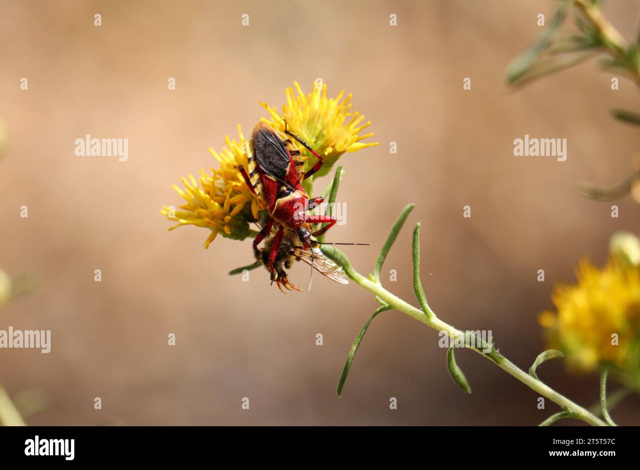 Yellow bellied bee assassin bug hi-res stock photography and images - Alamy