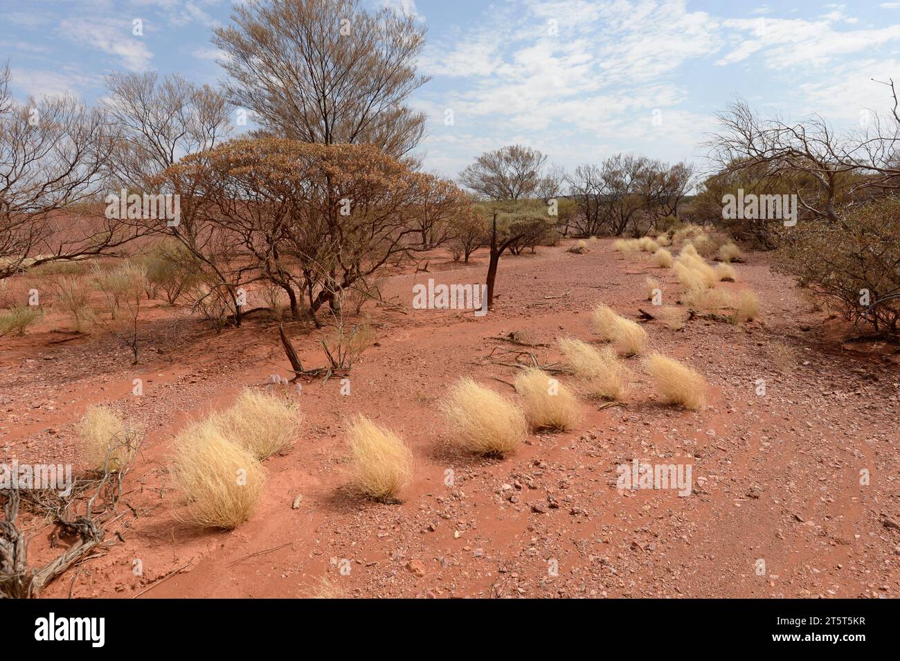 Tuffs of yellow grasses in the Australian Outback near Mt Augustus ...