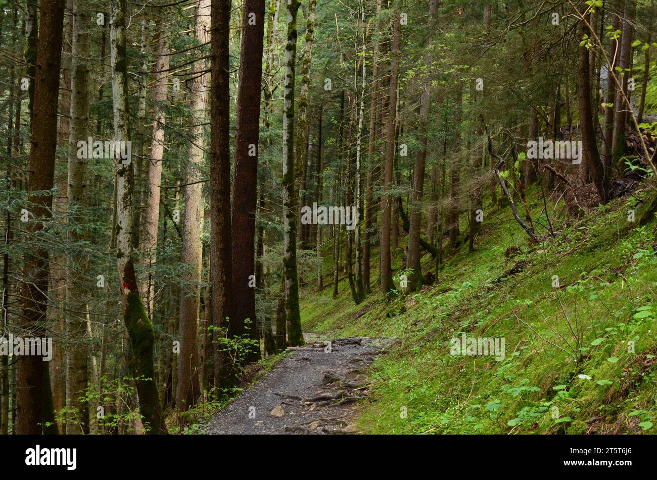 Beautiful view of pathway among green tall trees in forest Stock Photo ...