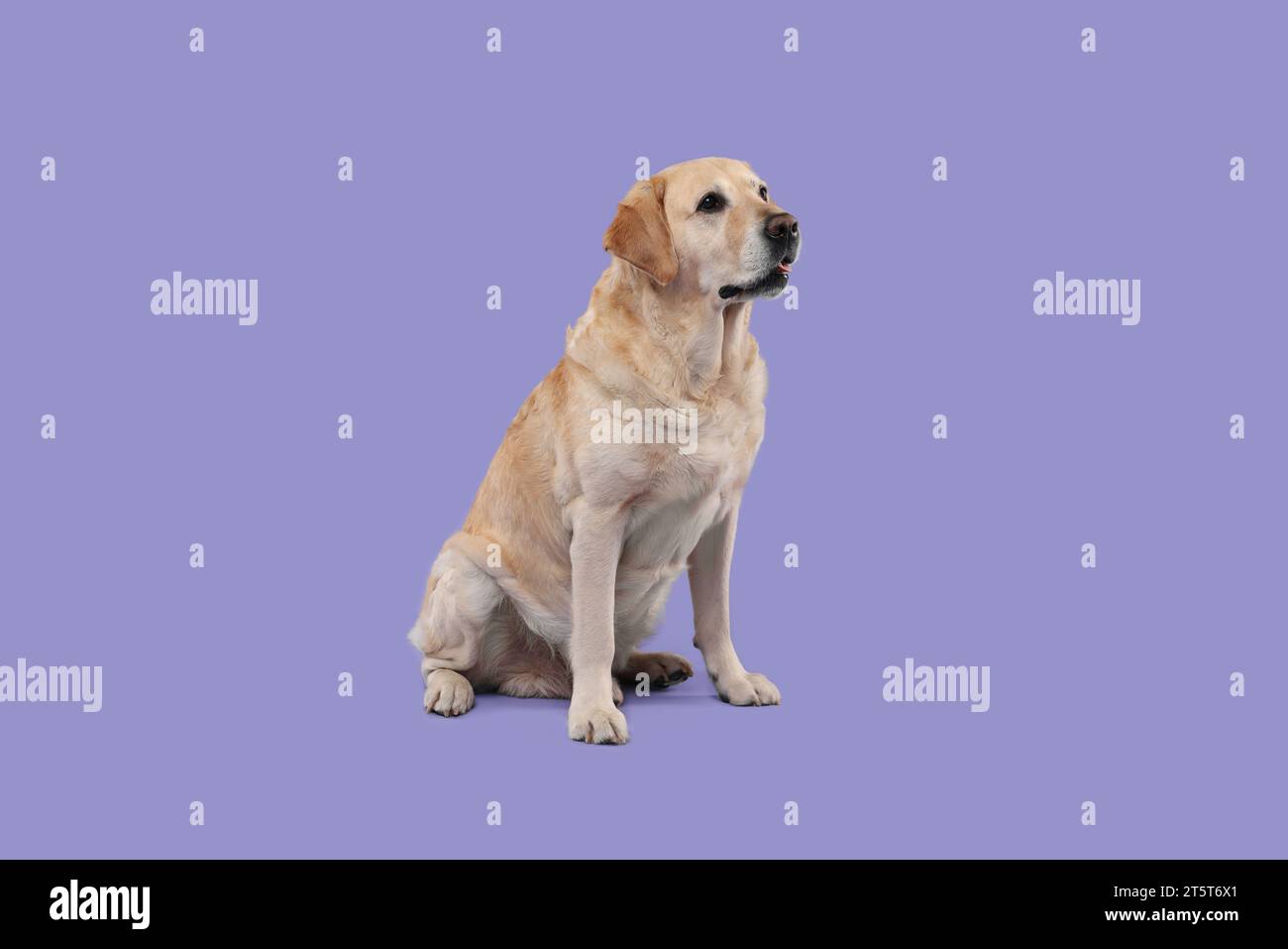 Cute Labrador Retriever dog on purple background Stock Photo - Alamy
