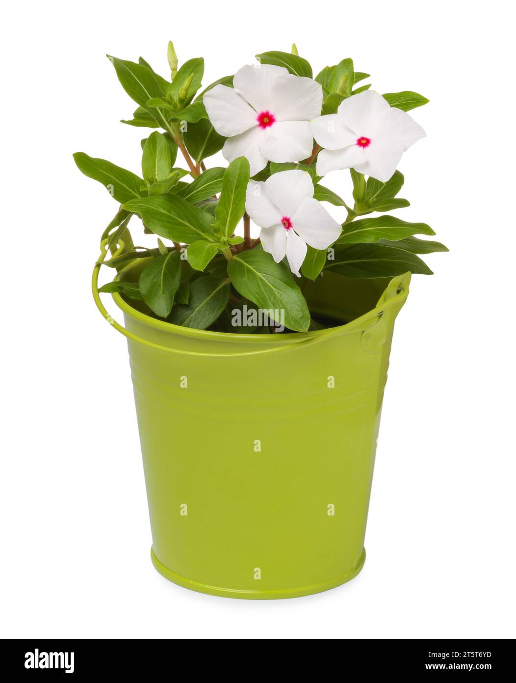 Catharanthus roseus Cut Out Stock Images & Pictures - Alamy