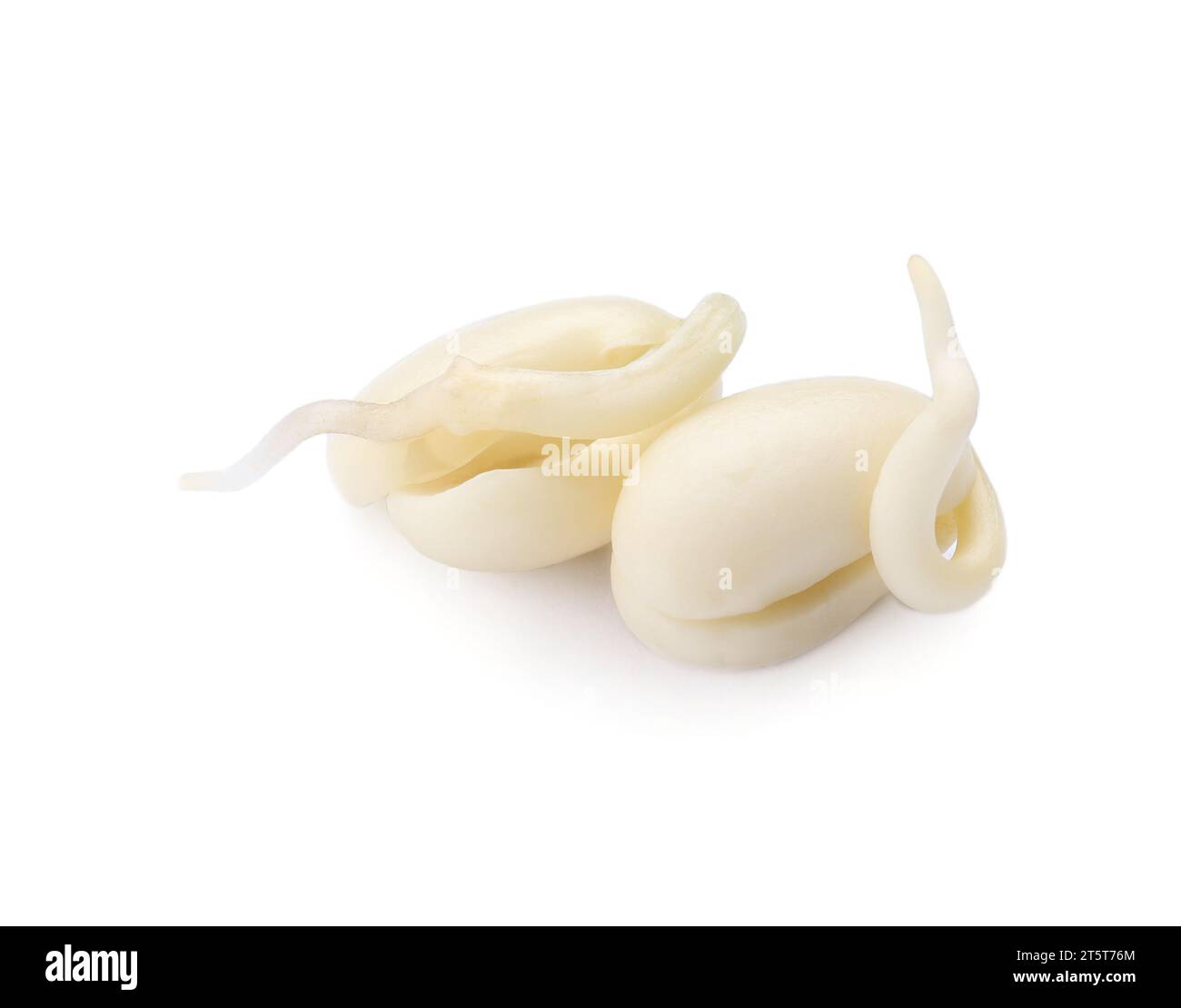 Two sprouted kidney beans isolated on white Stock Photo - Alamy