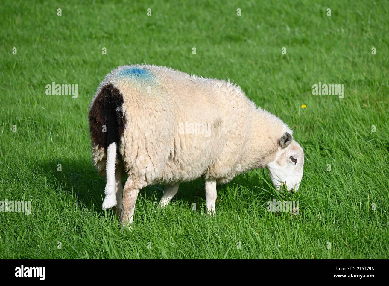 Sheep eating grass farm hi-res stock photography and images - Alamy