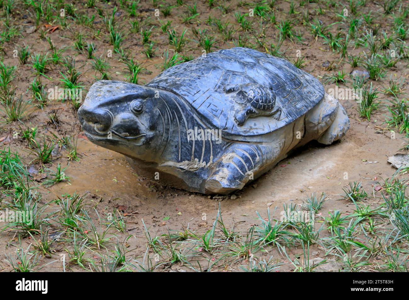 turtle stone, closeup of photo Stock Photo - Alamy