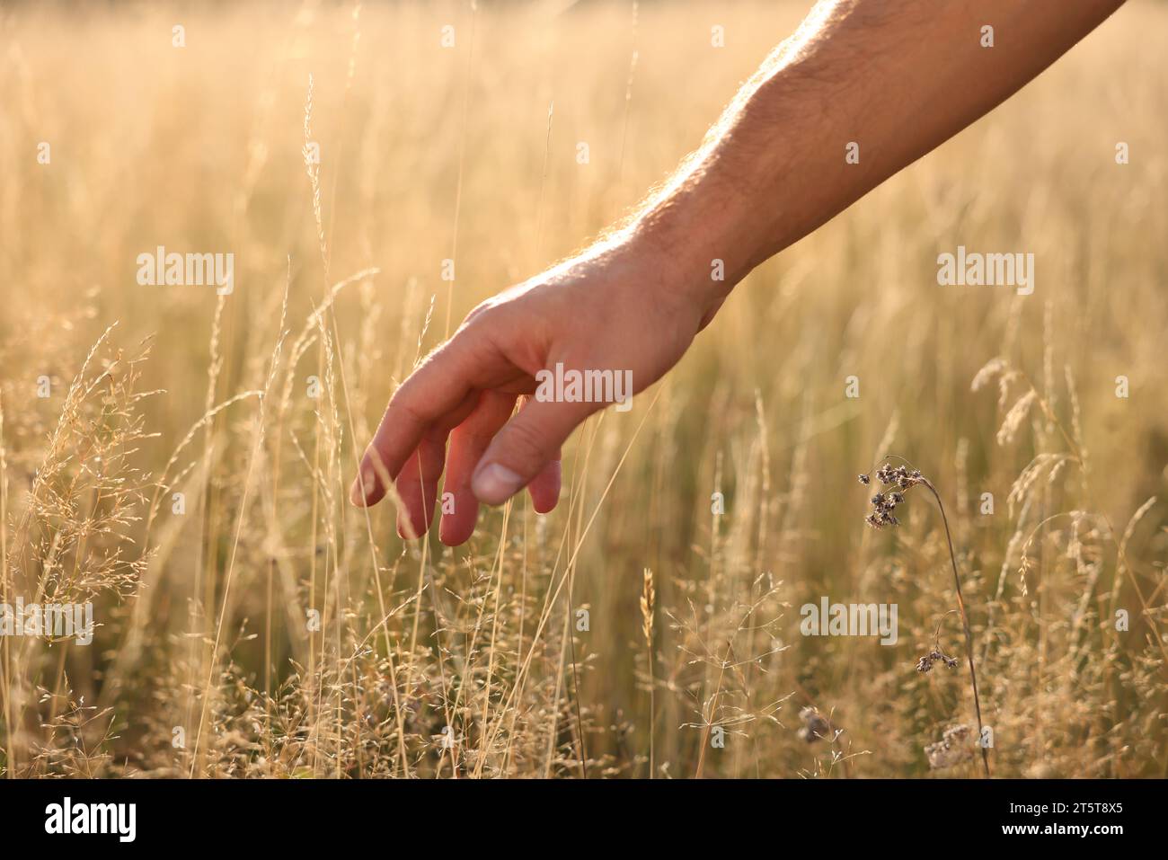 Man walking through field touching hi-res stock photography and images ...