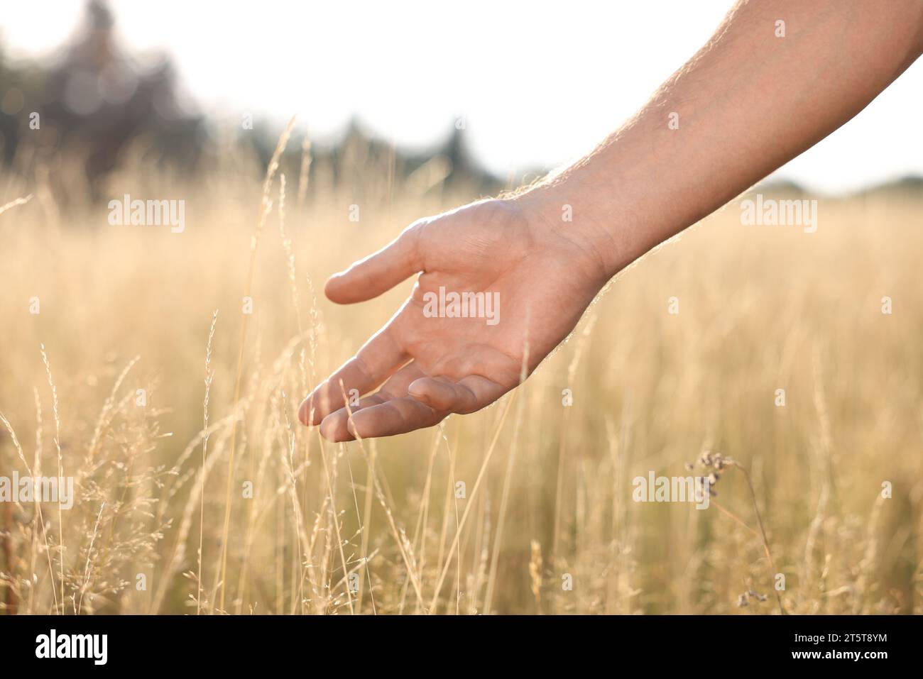 Man walking through field touching hi-res stock photography and images ...