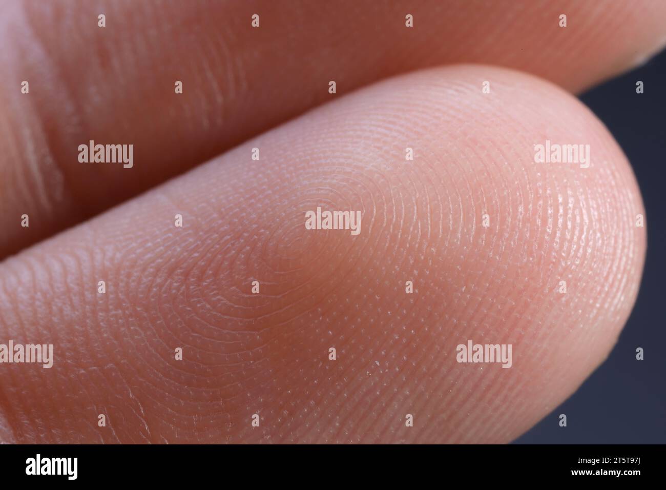 Macro view of finger with friction ridges Stock Photo - Alamy