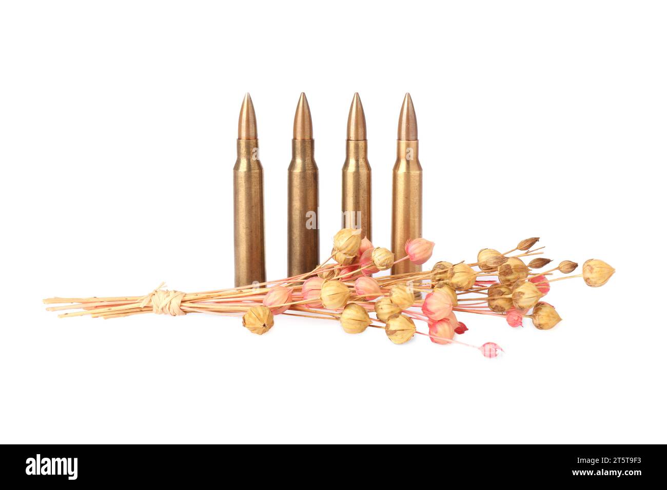 Bullets and beautiful dry plant isolated on white Stock Photo - Alamy