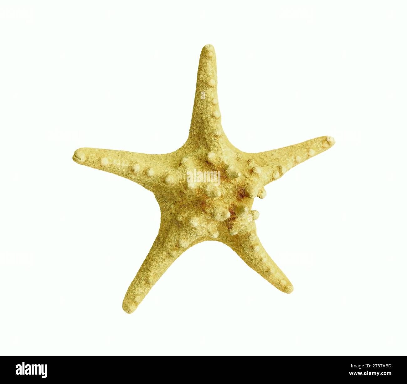 Yellow sea star hi-res stock photography and images - Alamy