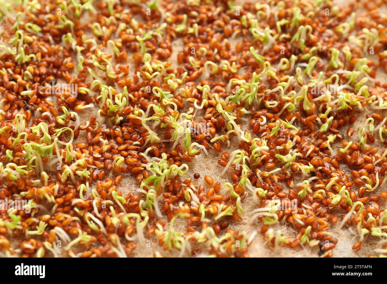 Microgreens mat hi-res stock photography and images - Alamy