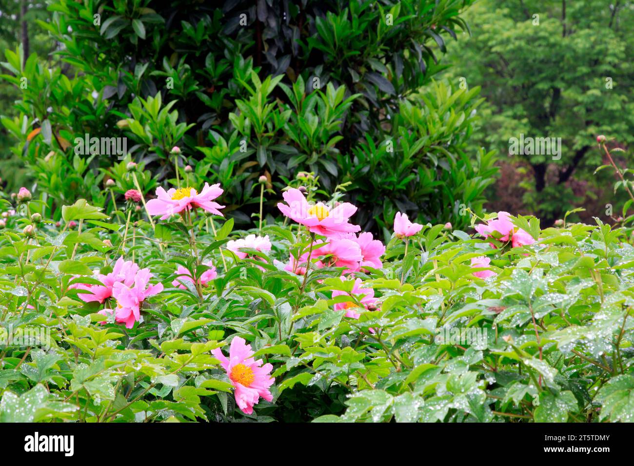 peony flowers in a garden, closeup of photo Stock Photo - Alamy