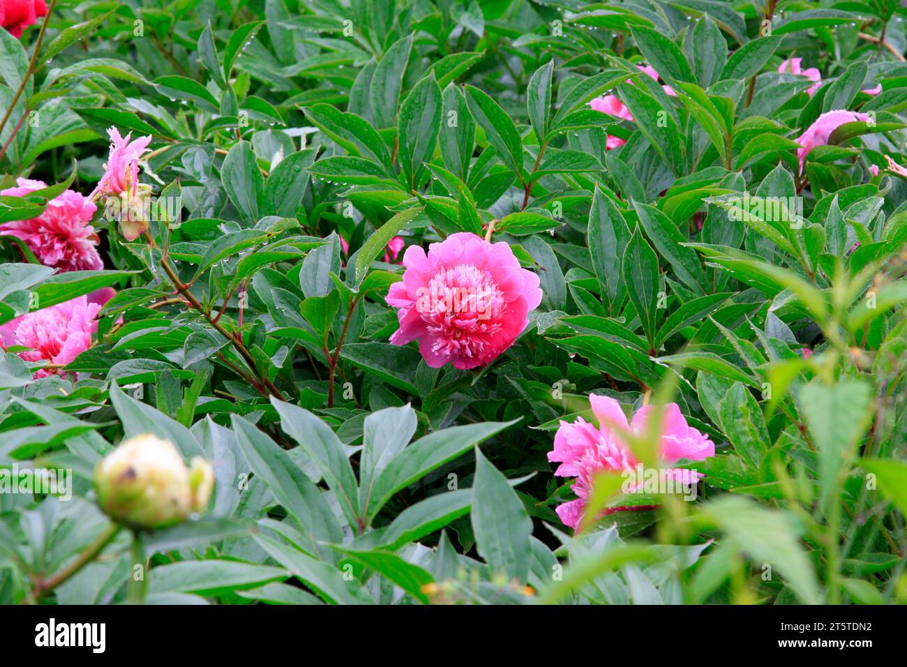 peony flowers in a garden, closeup of photo Stock Photo - Alamy