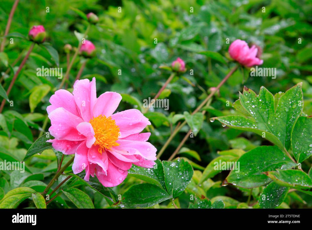 peony flowers in a garden, closeup of photo Stock Photo - Alamy