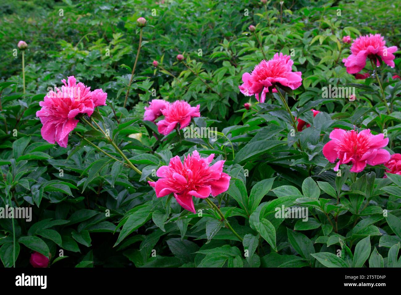 peony flowers in a garden, closeup of photo Stock Photo - Alamy