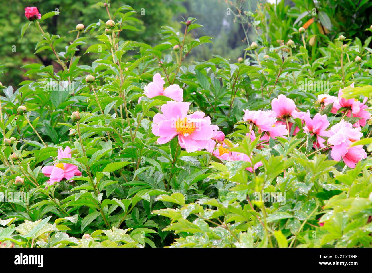 peony flowers in a garden, closeup of photo Stock Photo - Alamy