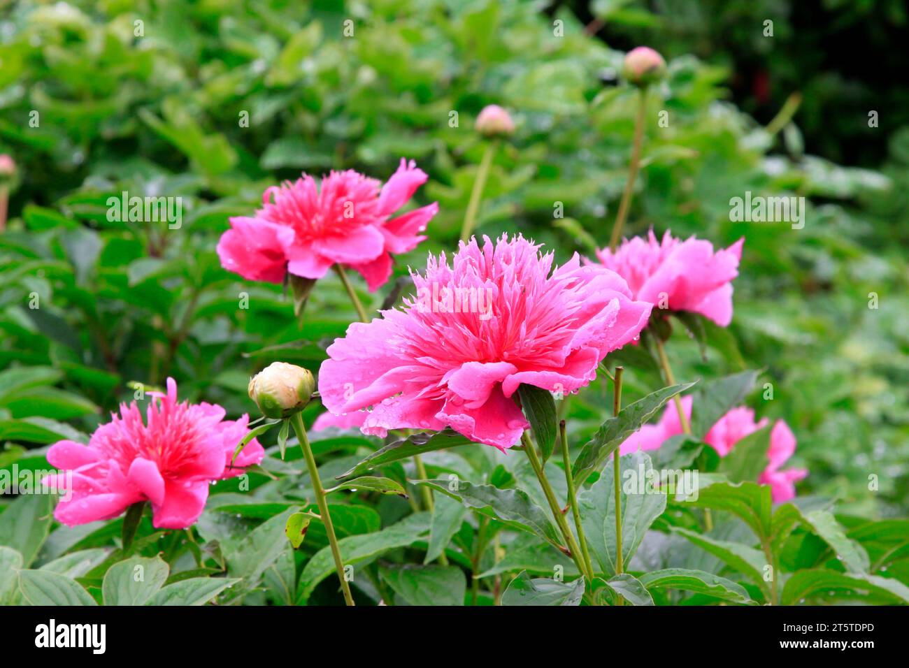 peony flowers in a garden, closeup of photo Stock Photo - Alamy