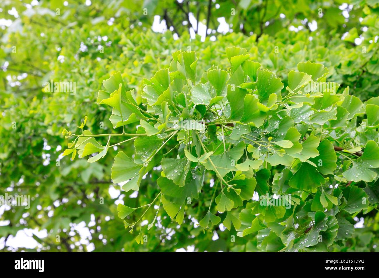 Ginkgo biloba leaves, closeup of photo Stock Photo - Alamy